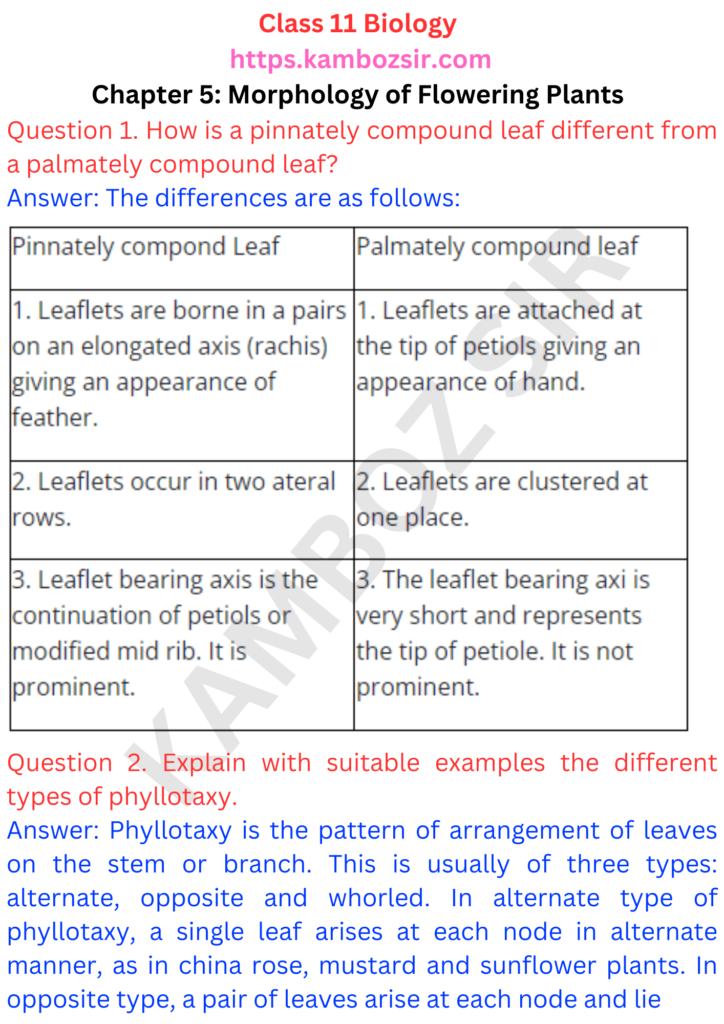 Morphology Of Flowering Plants Short Notes Pdf Cl 11 Solutions Morphology Of Flowering Plants Short Notes Pdf Cl 11 Solutions